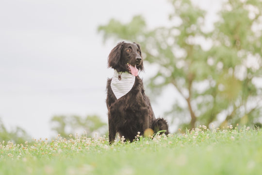 Rowan（ローワン）公式オンラインショップ｜犬用首輪・グッズ